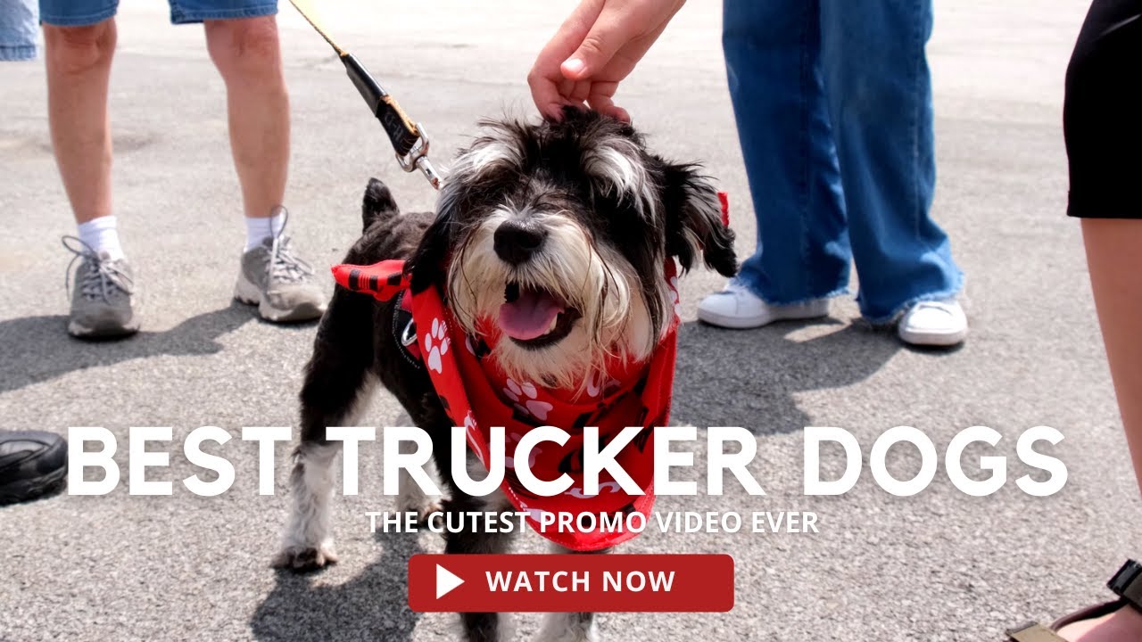 PAWS and PISTONS: Subscriber Pet Bandana Giveaway!! - YouTube