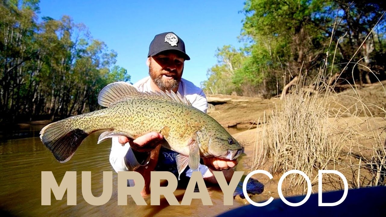 TRIFECTA! - Murray Cod, Trout Cod and Yellowbelly - YouTube