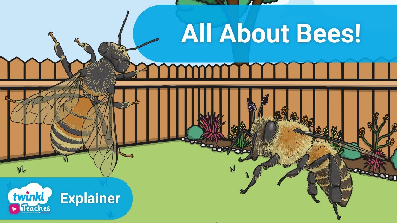 All About Bees | KS2 Topic Resources - YouTube