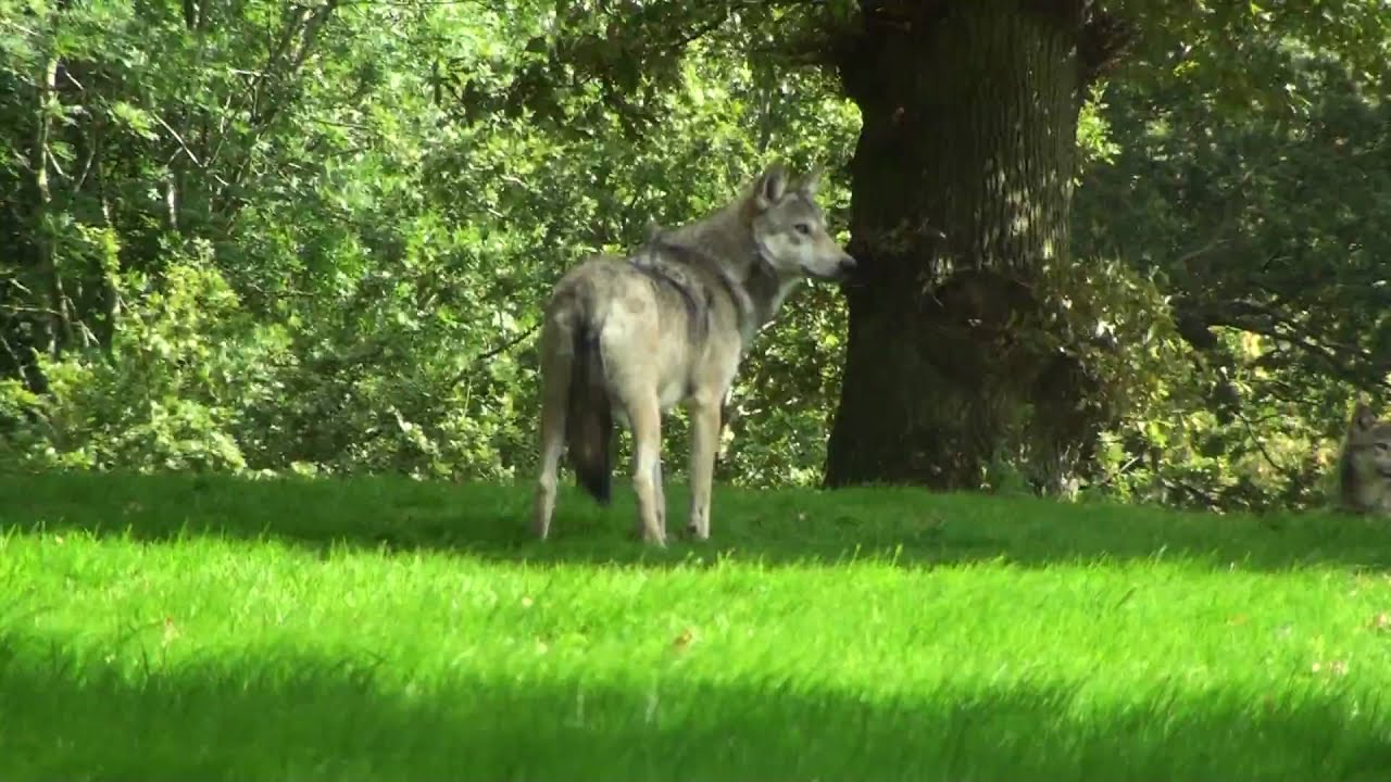 Wolves at Longleat - YouTube