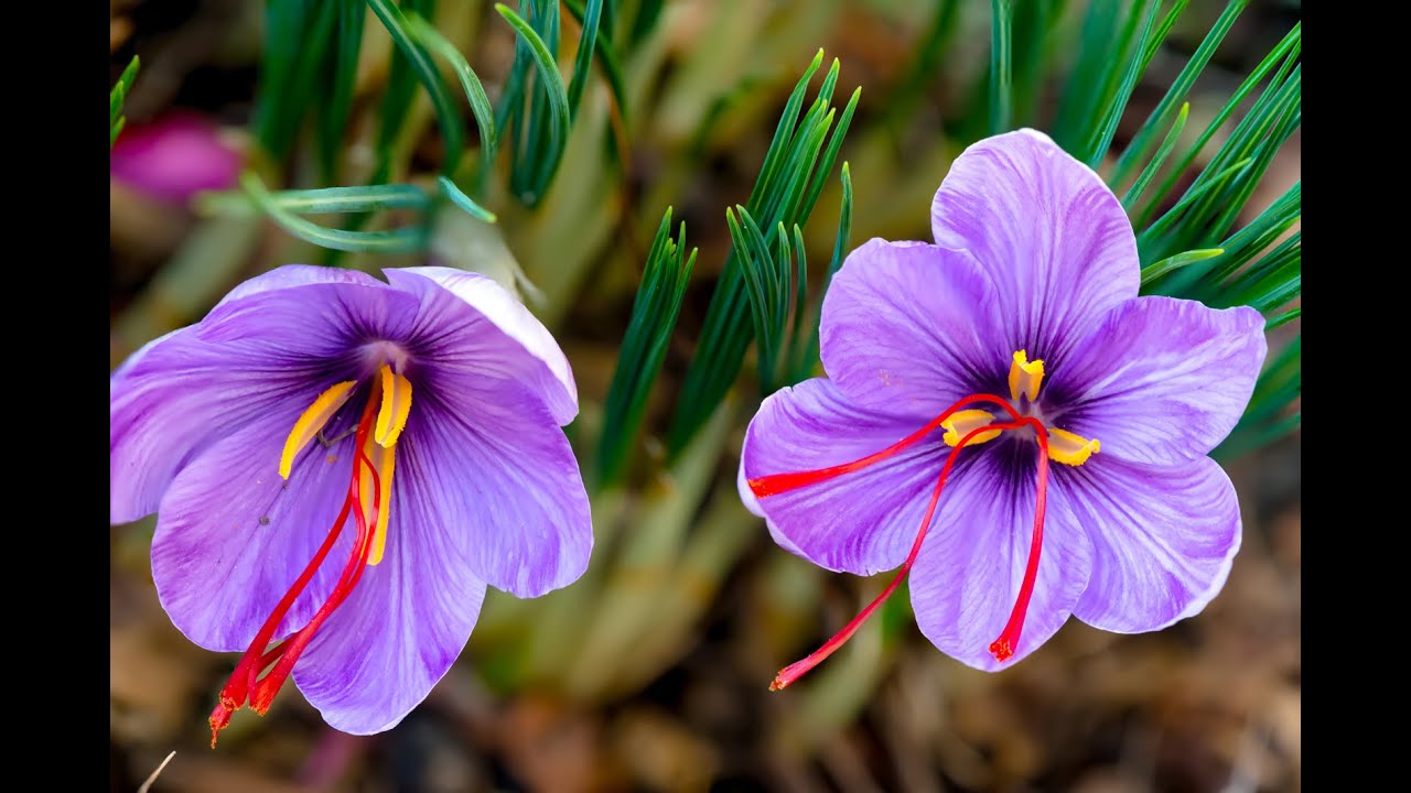 Shafrani, bima e mrekullive - YouTube