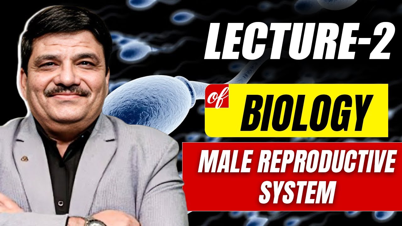 Male Reproductive System Lecture 2 | Lectures of Biology For NEET | Dr ...