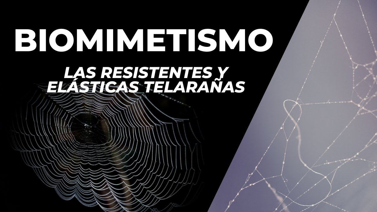 Biomimetismo: Las Resistentes y Elásticas Telarañas - YouTube