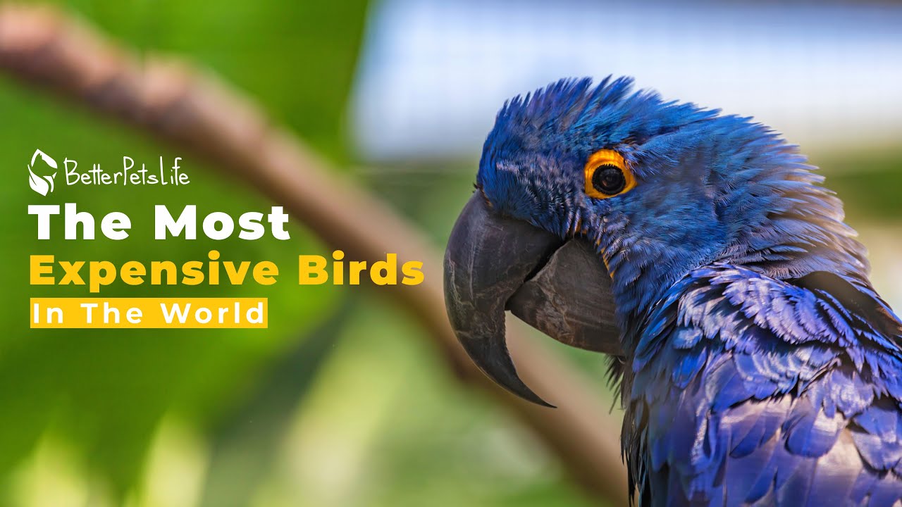 💰🦜 ""Feathered Fortunes"" - The World's Most Expensive Birds! 🌍 - YouTube