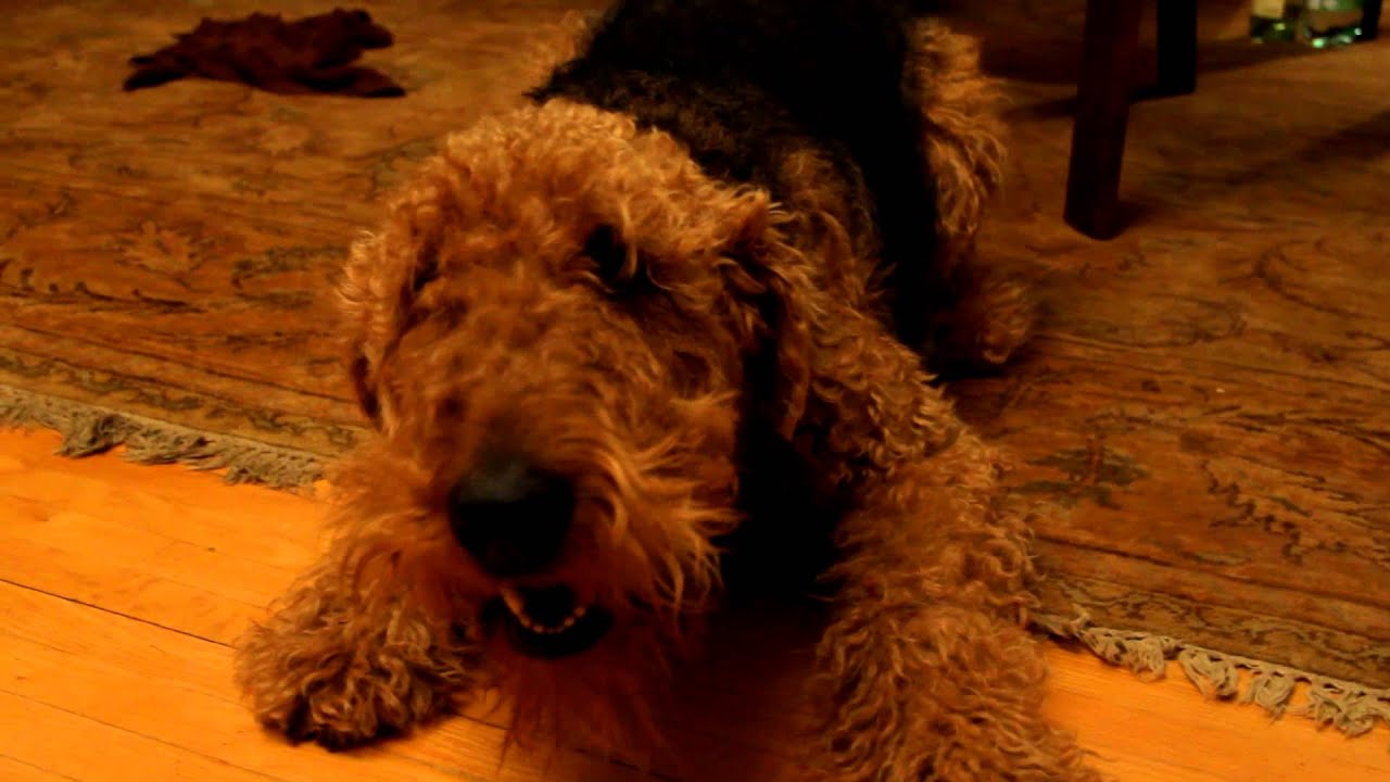 RAMPAGE!!! | Furious Pete Dog Video - YouTube