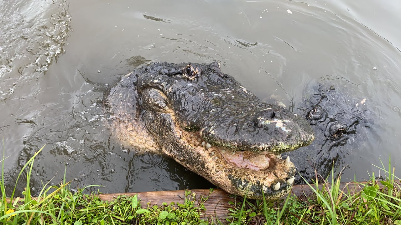 Wild Out Wednesday Alligator Feeding!! - YouTube