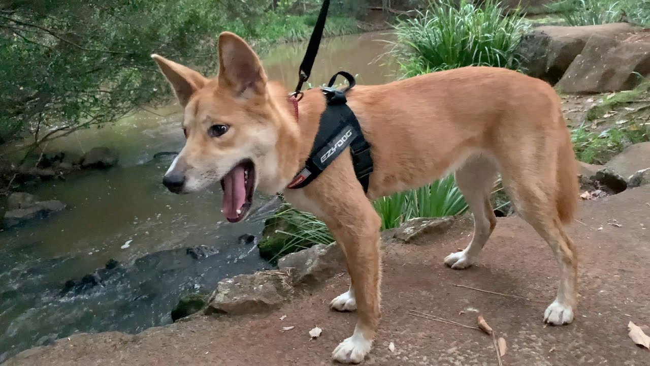 The Dingo Lady and her Pure-bred Alpine Dingo - YouTube