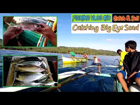 Awesome Catch!!Big eye scad "Matambaka" using fishing net|Fishing in ...