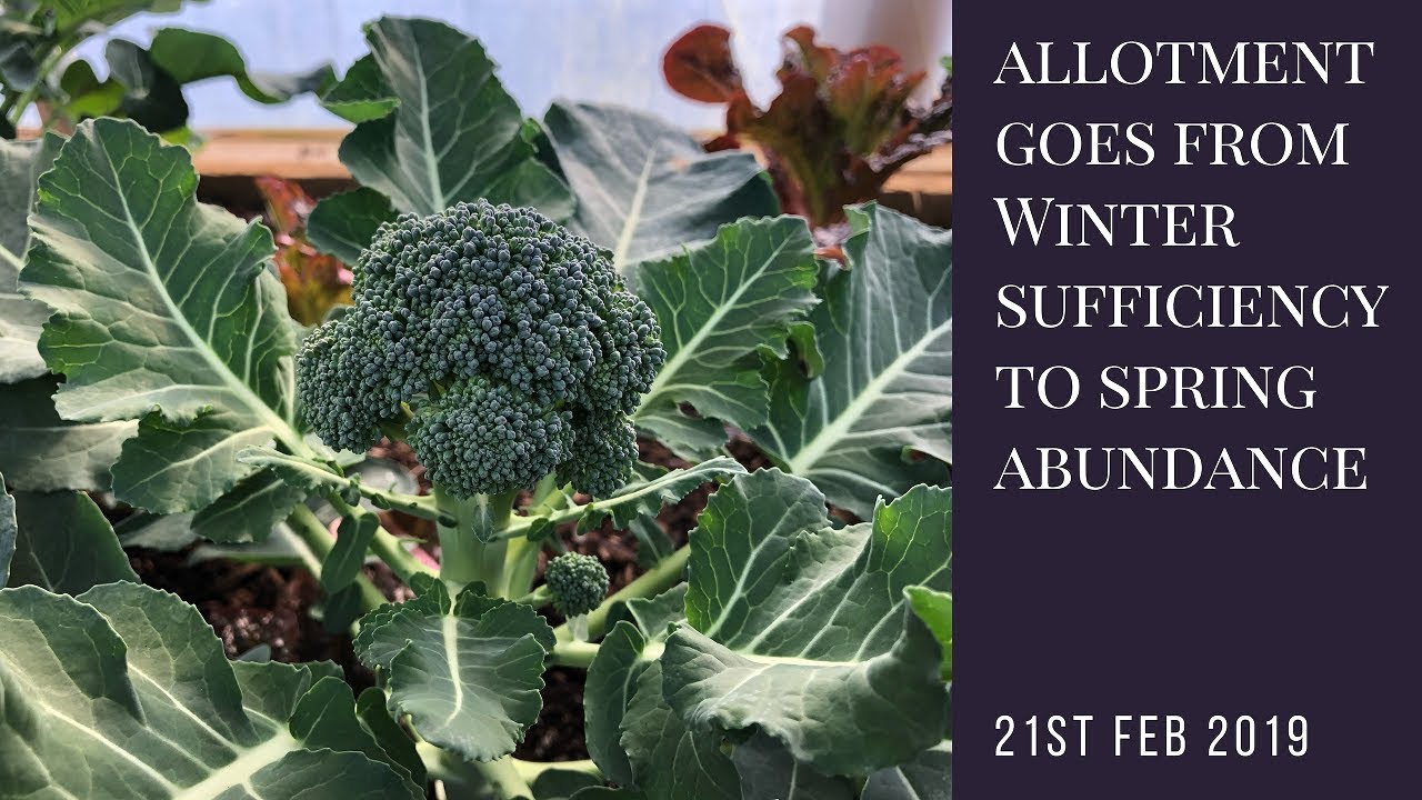 Allotment transitions from winter sufficiency to spring abundance - YouTube