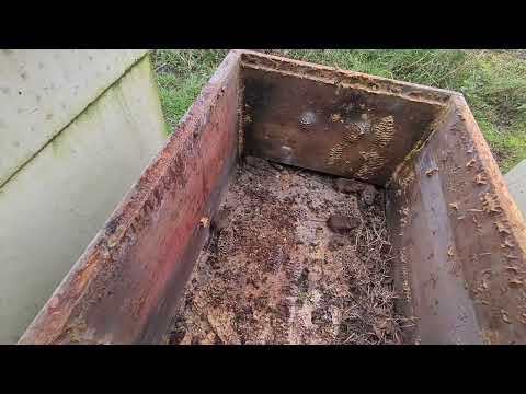 Mouse kill bee hive, bee killing mice 