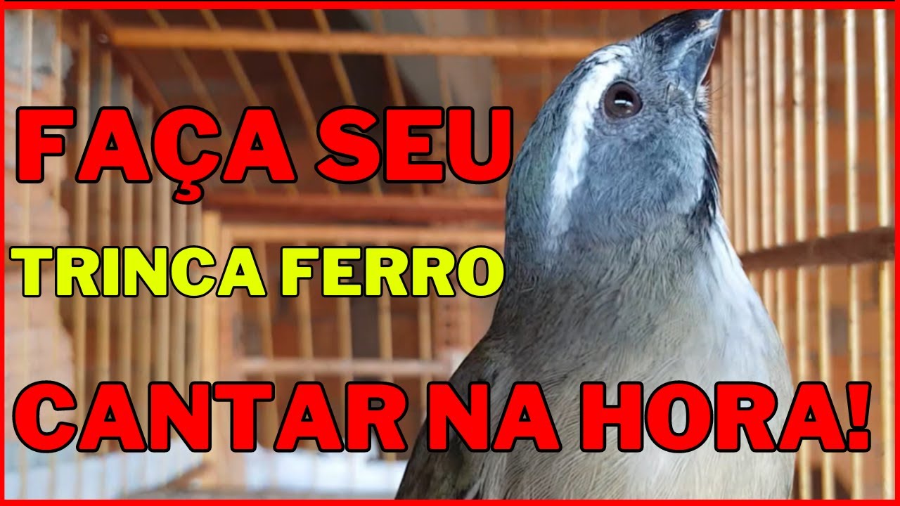 🏆Faça Seu Trinca Ferro Cantar Na Hora!🔥ESSE TRINCA FERRO CANTANDO ...