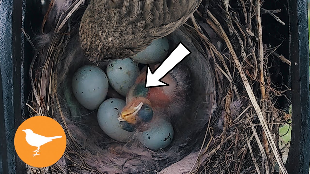 Watch a Baby Bird Swallow Food through Semi Transparent Skin! - YouTube