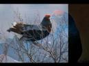 The Black Grouse - Villy my friend