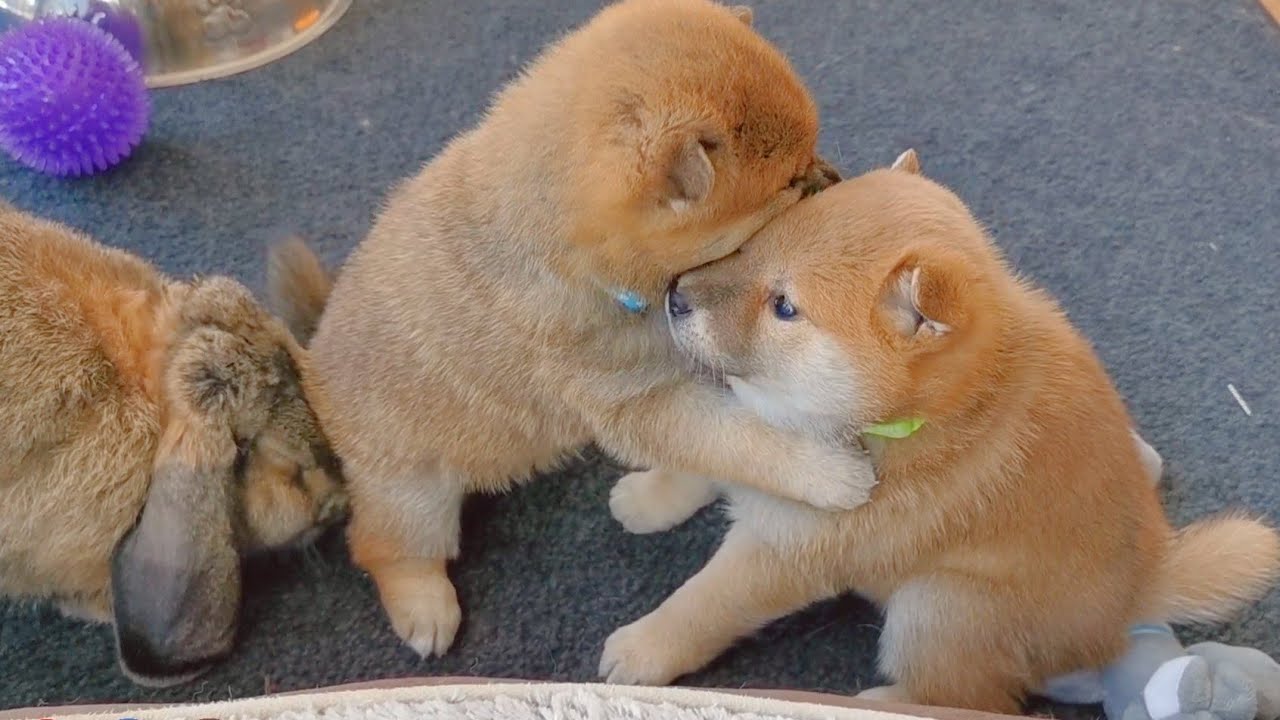 I Just Wanna Gib u Hug - YouTube