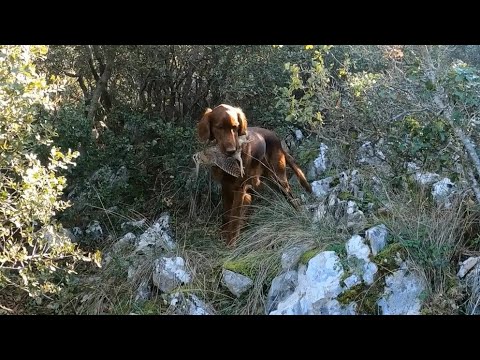 CACCIA ALLA BECCACCIA SETTER IRLANDESE! IRISH SETTER HUNTING WOODCOCK ...