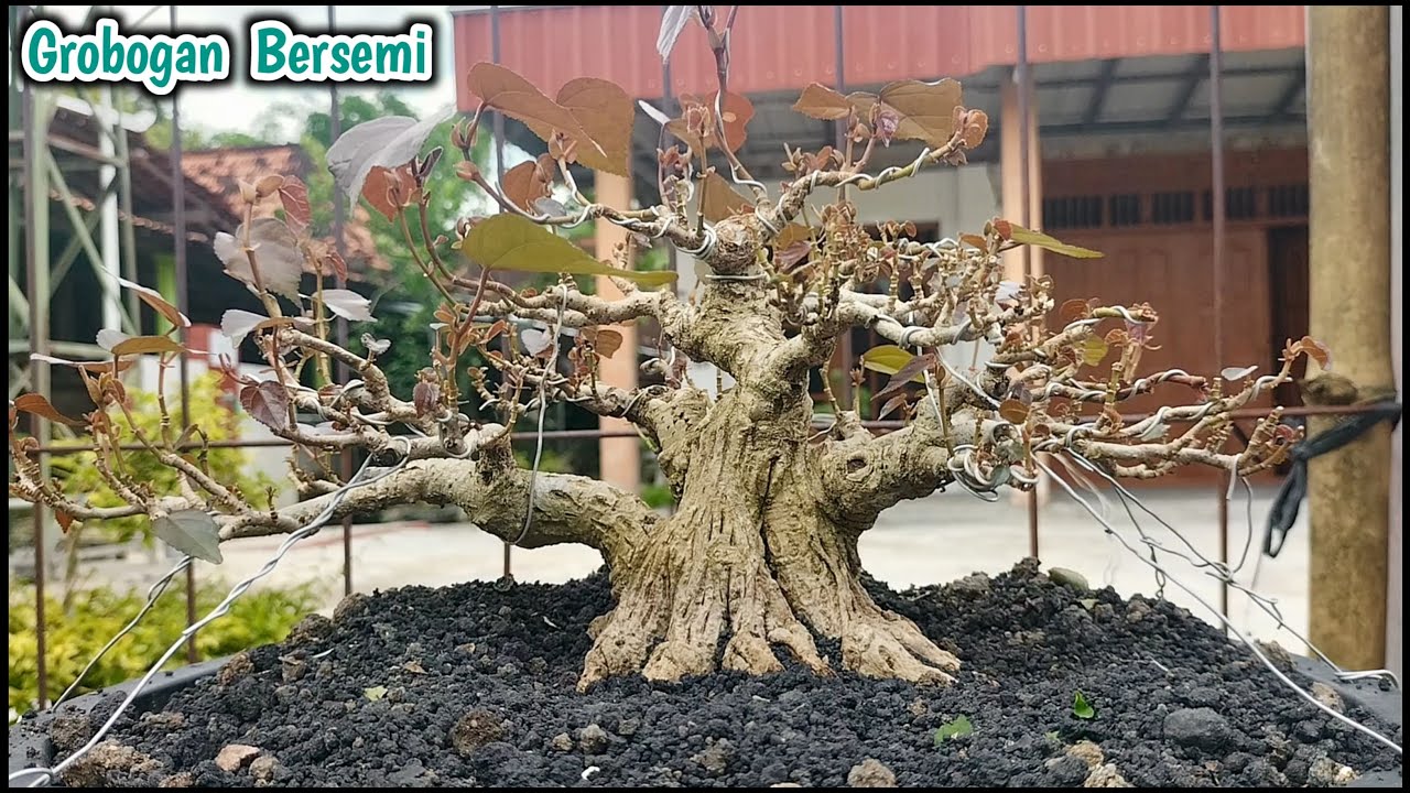 REVIEW KOLEKSI BONSAI KELUARGA BESAR MAS LIS - YouTube