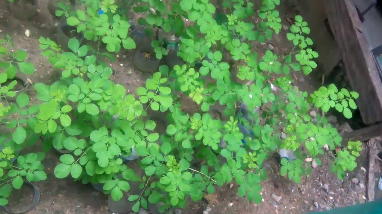 INTENSIVE CULTIVATION METHOD OF GROWING MORINGA - YouTube