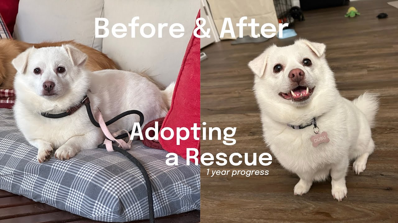 [eng/kor] Heartwarming 1 Year Progress of Adopting a Rescue Dog🐶 - YouTube