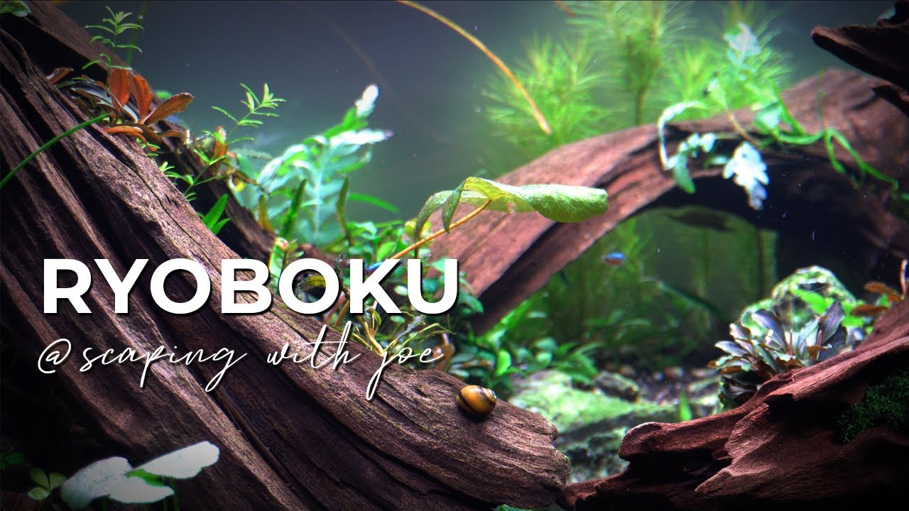 Ryoboku - 2023 | scaping_with_joe - YouTube