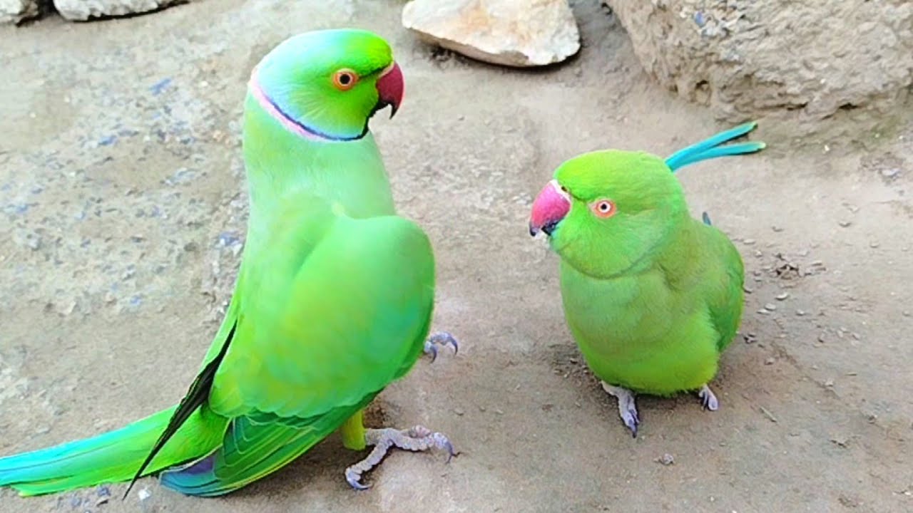 Parrot Jora Compilation 🥰 and Parrot Show - YouTube