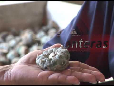 Peyote, comparado al LSD y superior a la cocaina, crece salvaje en ...