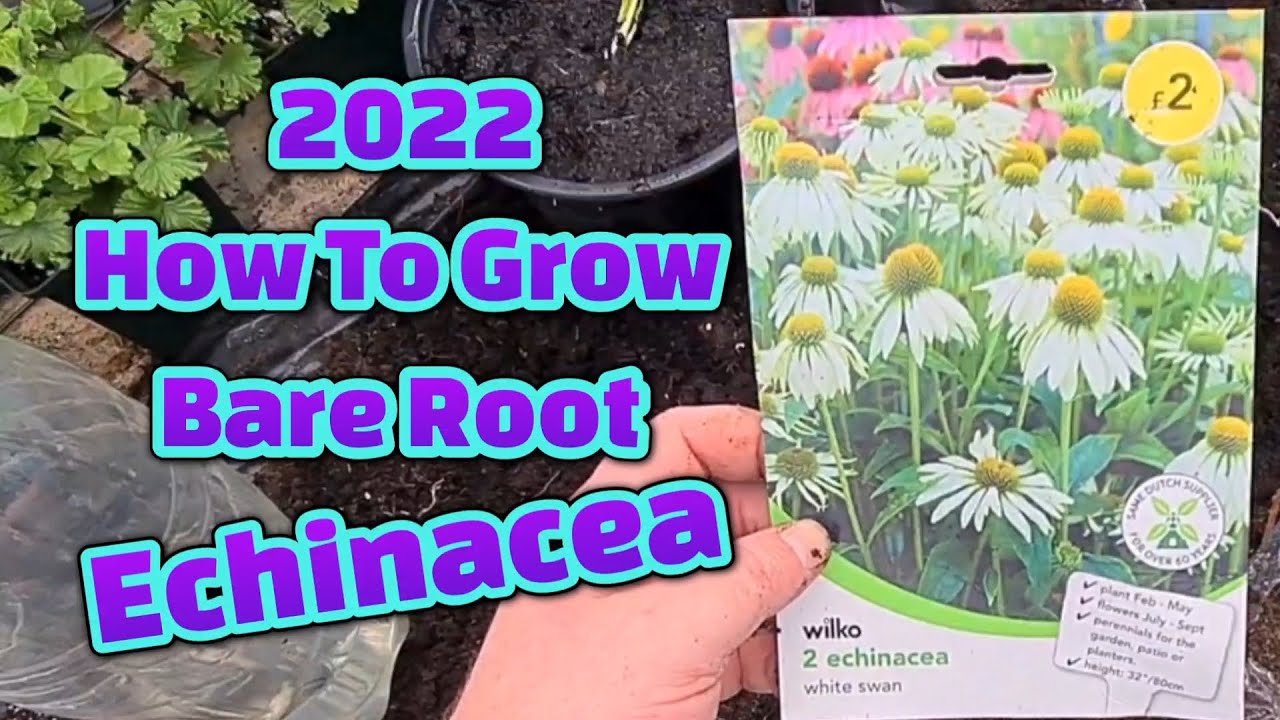 How to grow bare root echinacea - YouTube
