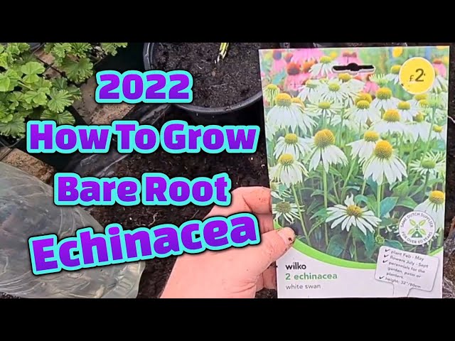 Echinacea Plant Roots