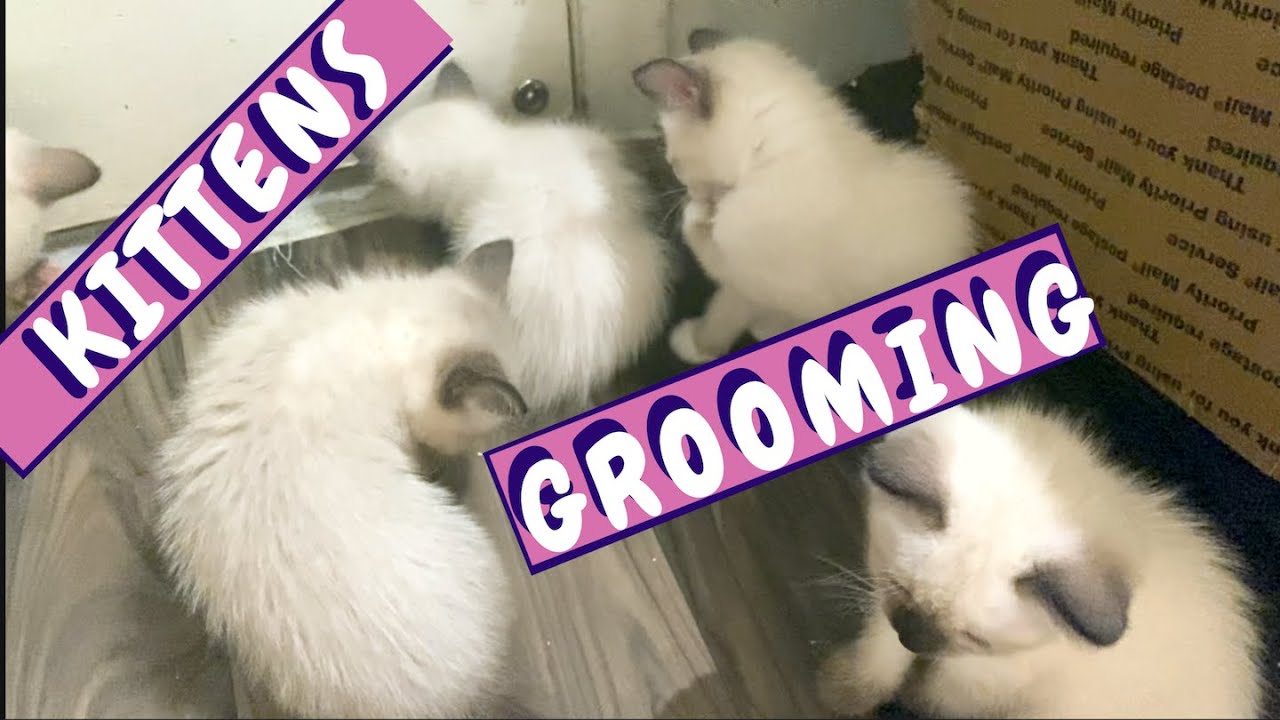 Cat Cleaning Itself (Cats Grooming) - YouTube