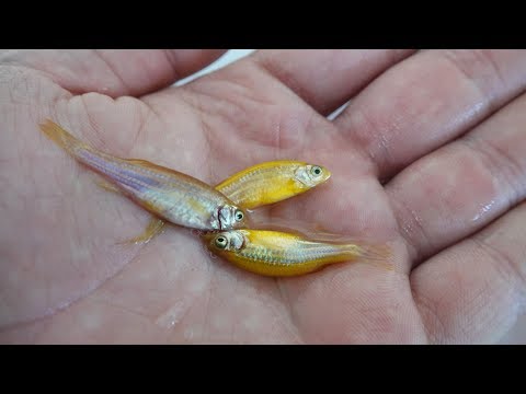 Zebra Danio Balığı - Lepistes Akvaryumuna Zebra Balığı Saldım