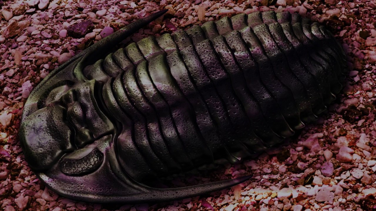 Trilobites - YouTube