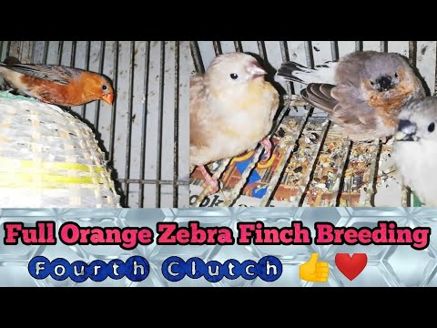 Full Orange Zebra Finch Breeding || Triple Orange Finches - YouTube