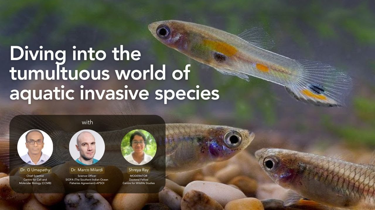 Diving into the tumultuous world of aquatic invasive species | CWS ...