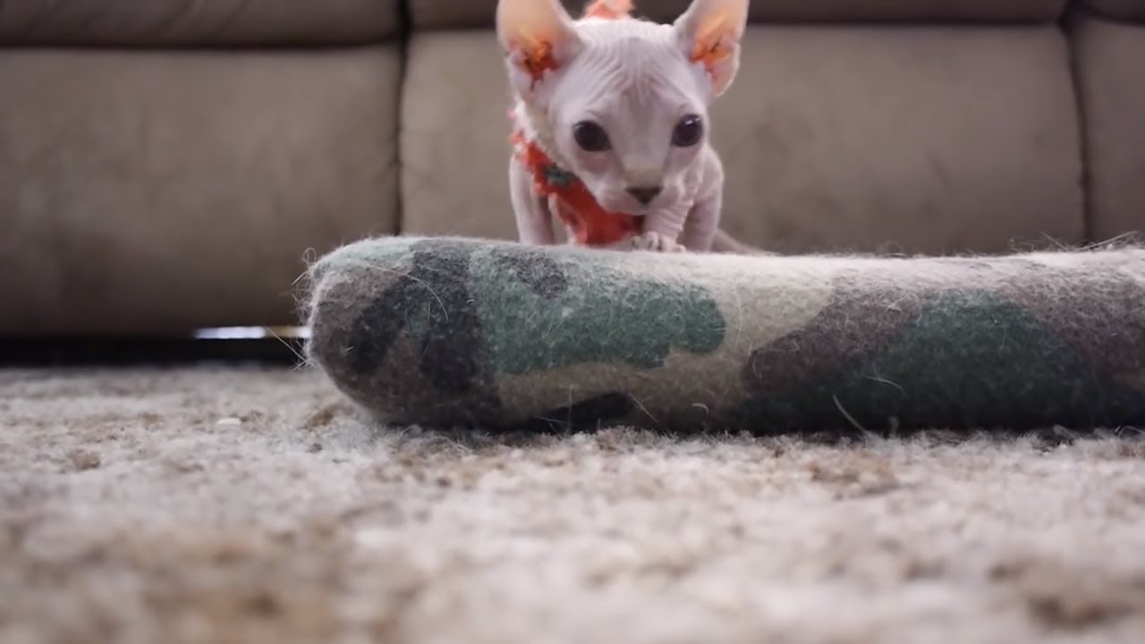 Top 10 Los Gatos Más Raros Del Mundo | EPIC VERSUS - YouTube