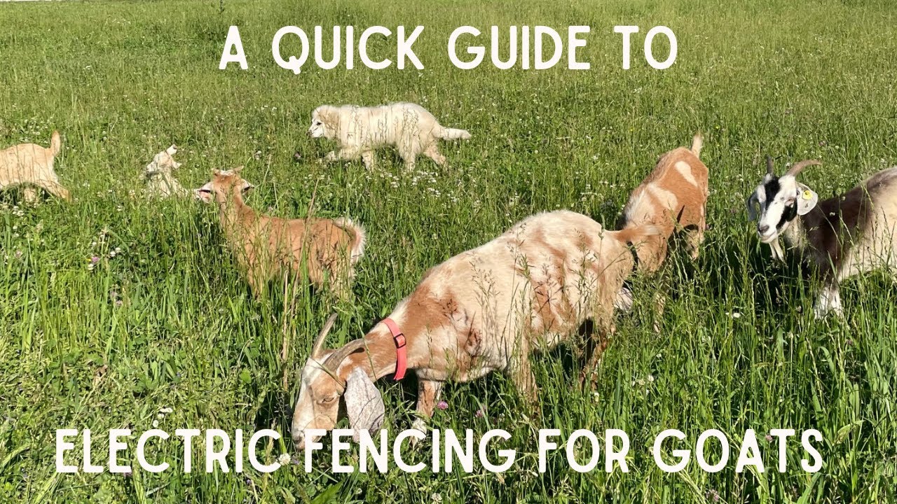 Quick guide to electric fencing for goats | Using electric fencing for ...