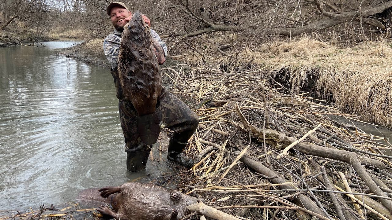 BEAVER TRAPPING 2021 EP.7 {330 conibear demo} - YouTube