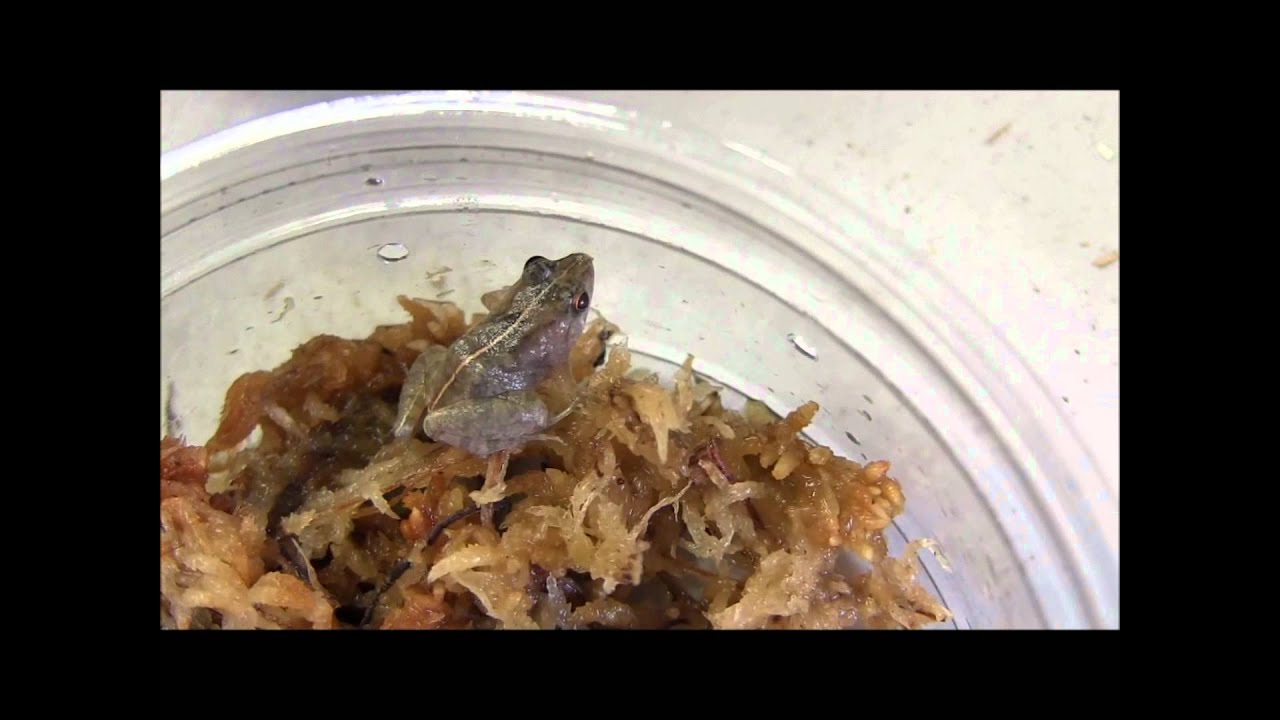 Shovel Nosed Frogs - YouTube