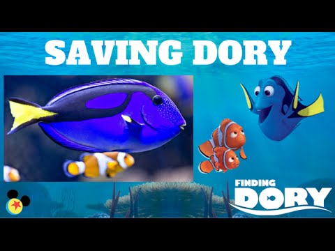 Finding Dory Saving Dory From Being Kidnapped for Fish Tanks. Disney ...