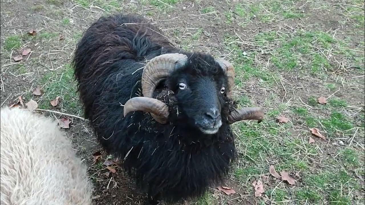 Der alte Bock Schafbock. Schwarzes Schaf bei den Damen ist er der Teufel nimmt alle auf die ...