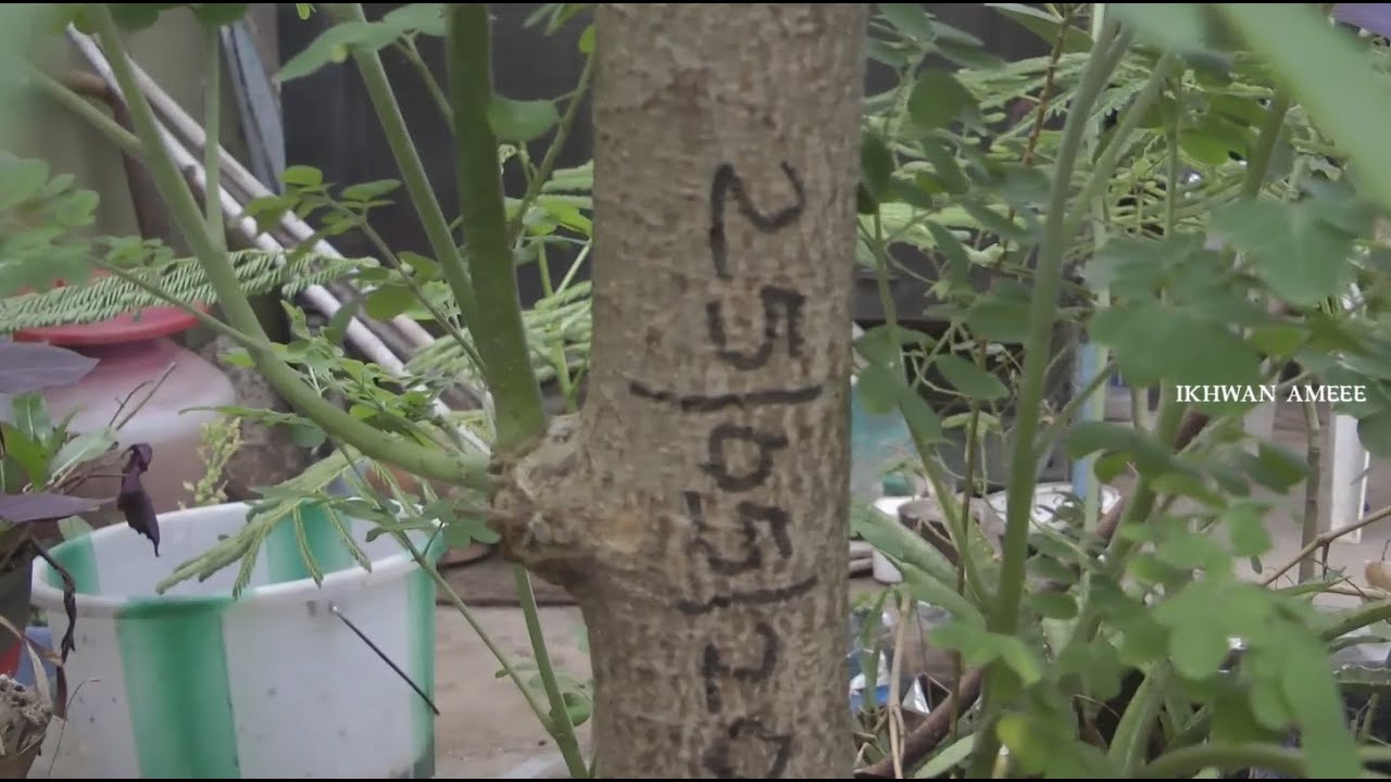 மாடி தோட்டத்தில் முருங்கை மரம் வளர்க்க முடியுமா? - Murungai Trees In ...