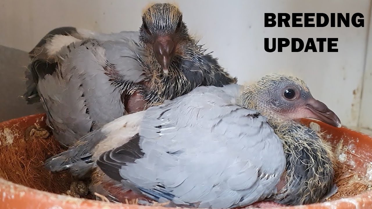 Pigeon Breeding Round Going Well - YouTube
