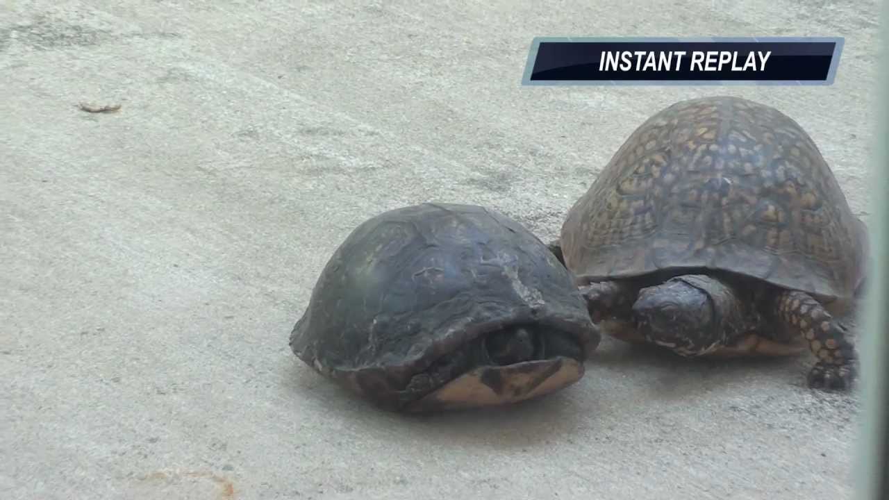 Turtle Fight - YouTube