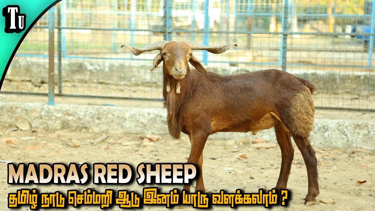 Madras red sheep தமிழ் நாடு செம்மறி ஆடு இனம் ! - YouTube