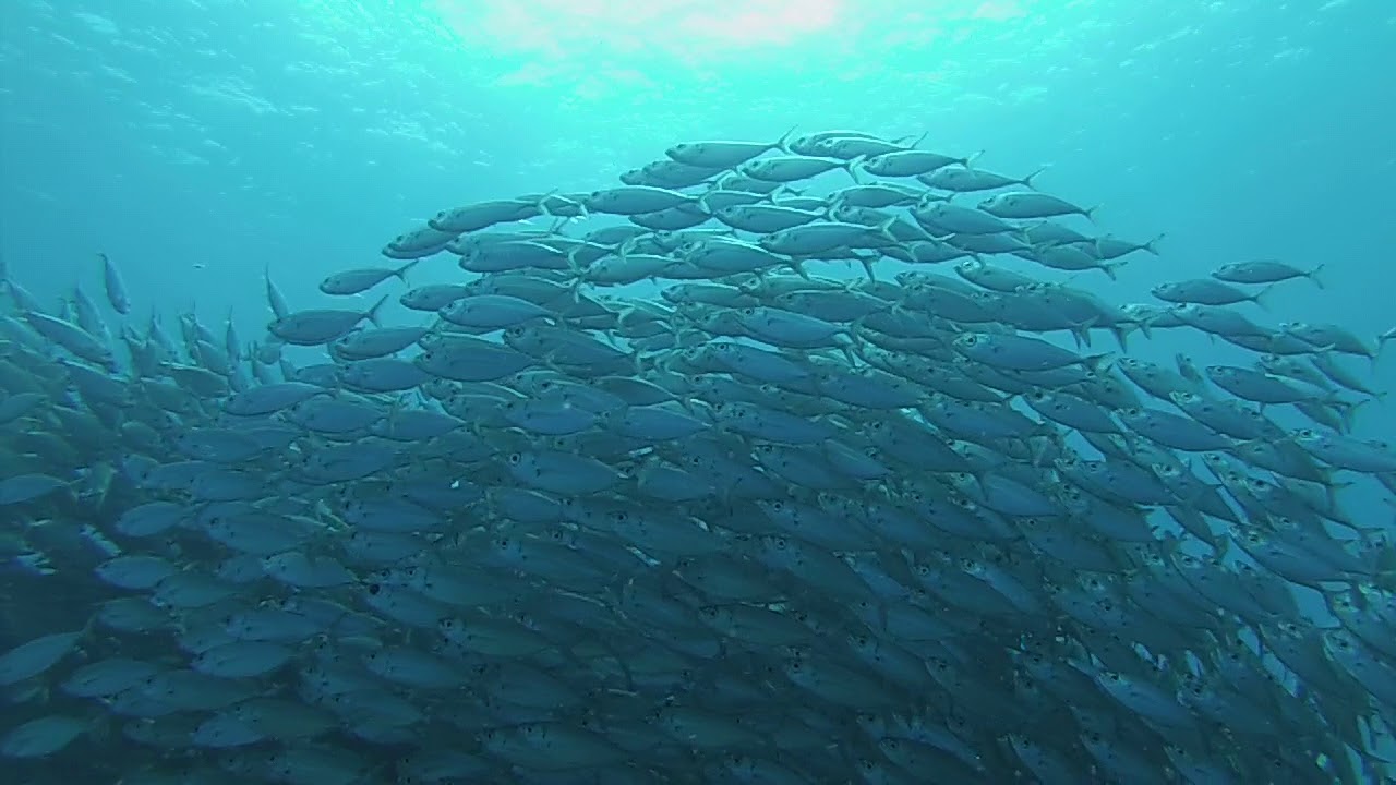 CARDUMEN SARDINAS - YouTube