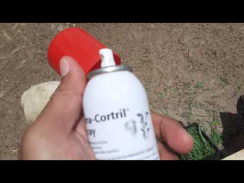 conjuntivite em ovinos e caprinos como cuidar 🐑🐎🐃