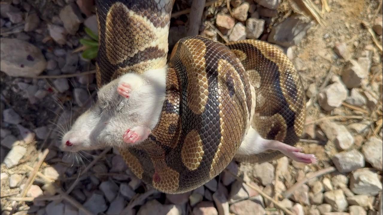 VIEWERS DISCRETION IS ADVISED ( FOUND TWO WILD PYTHONS EATING) THIS WAS ...