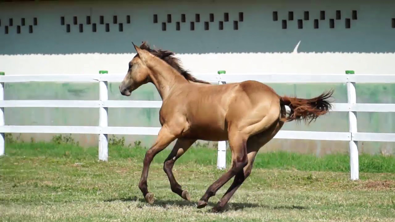 03 DUAL STEP LENA 4M - YouTube