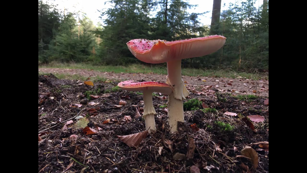 Last forest / mushroom walk ( mushroom video 5 of 5) - YouTube
