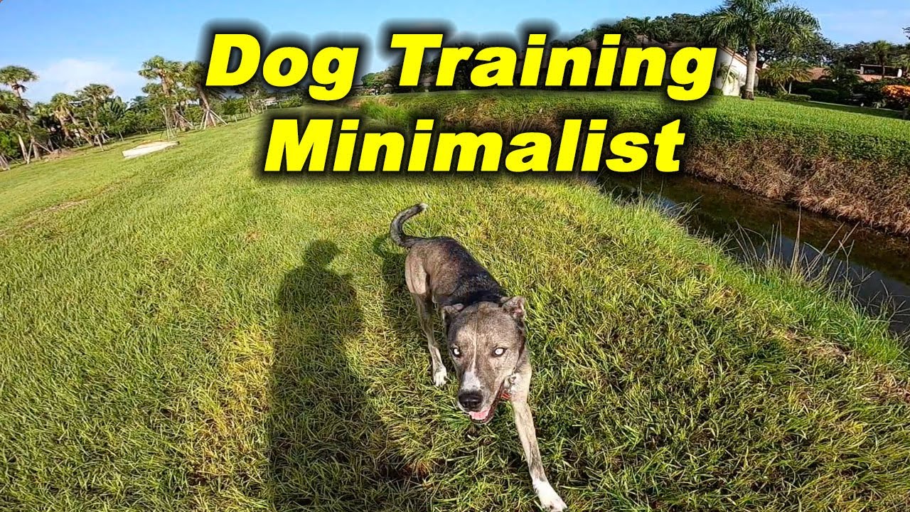 I am a dog training minimalist - YouTube
