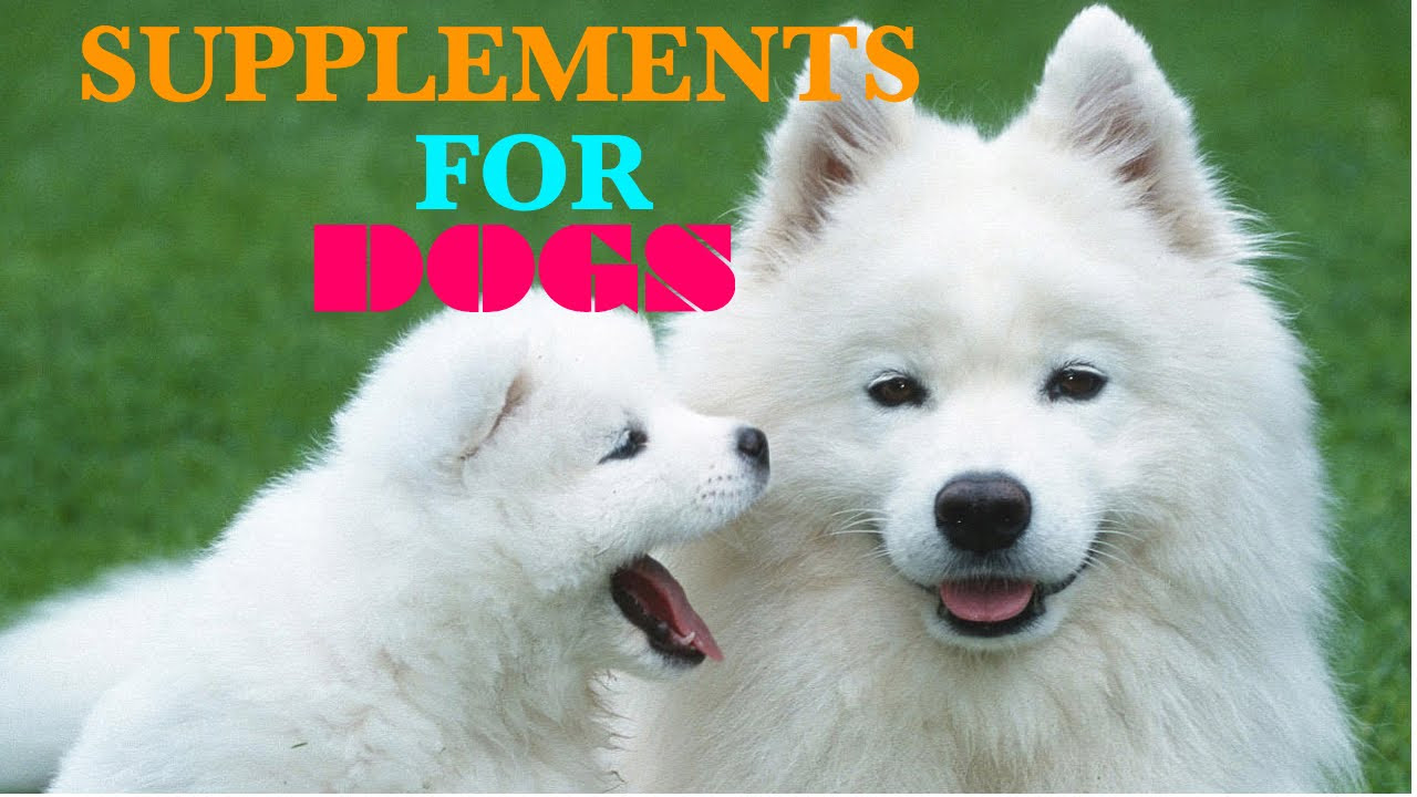 Pectin Safe for Dogs? (Ultimate Guide to Benefits & Dosage) - Dogsguide ...