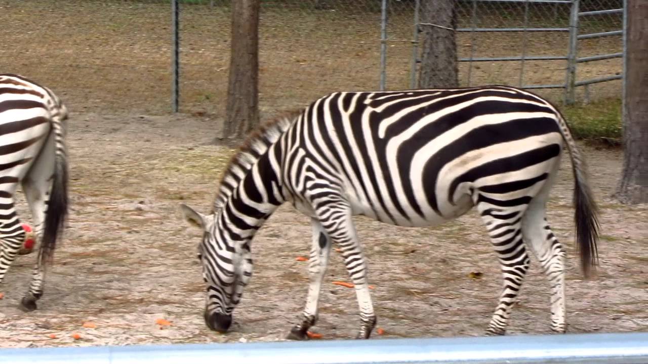 Plains Zebras (Common Zebras) - Two Tails Ranch, Williston, FL - Canon ...
